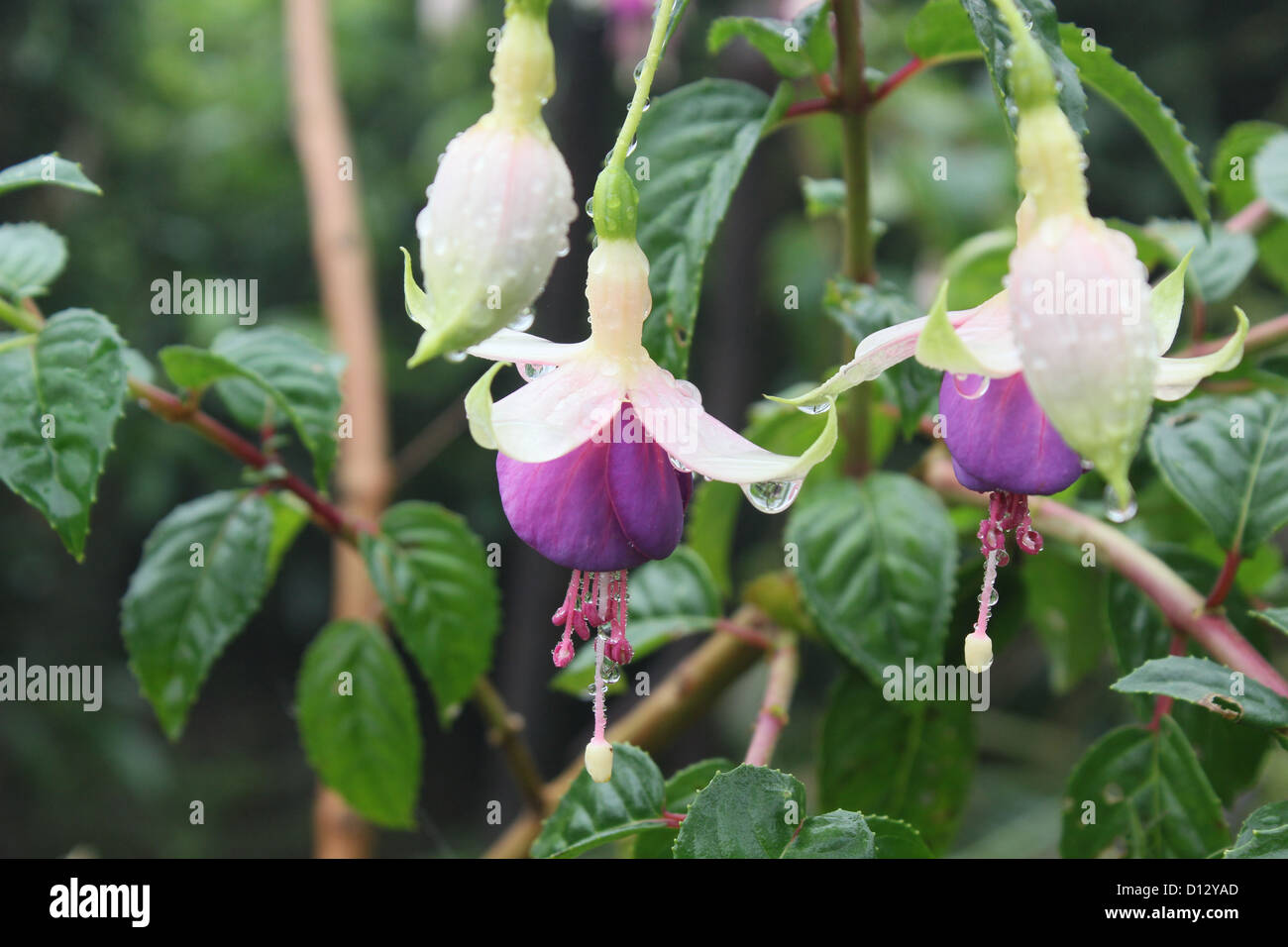 Fuchsia triphylla uk hi-res stock photography and images - Alamy