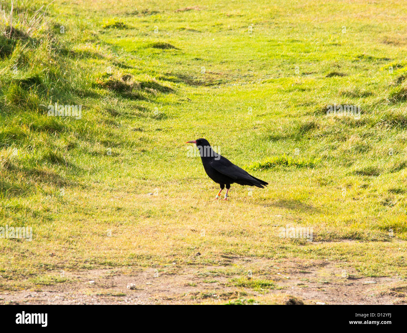 Cornwall cornish emblem bird common chough hi-res stock photography and ...
