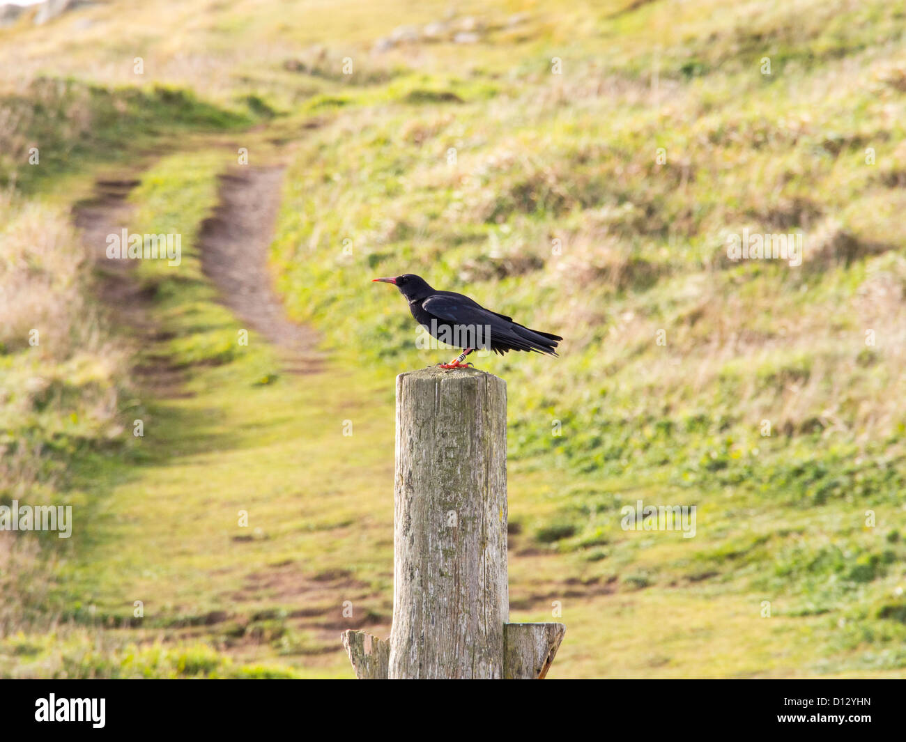Cornish crow hi-res stock photography and images - Alamy