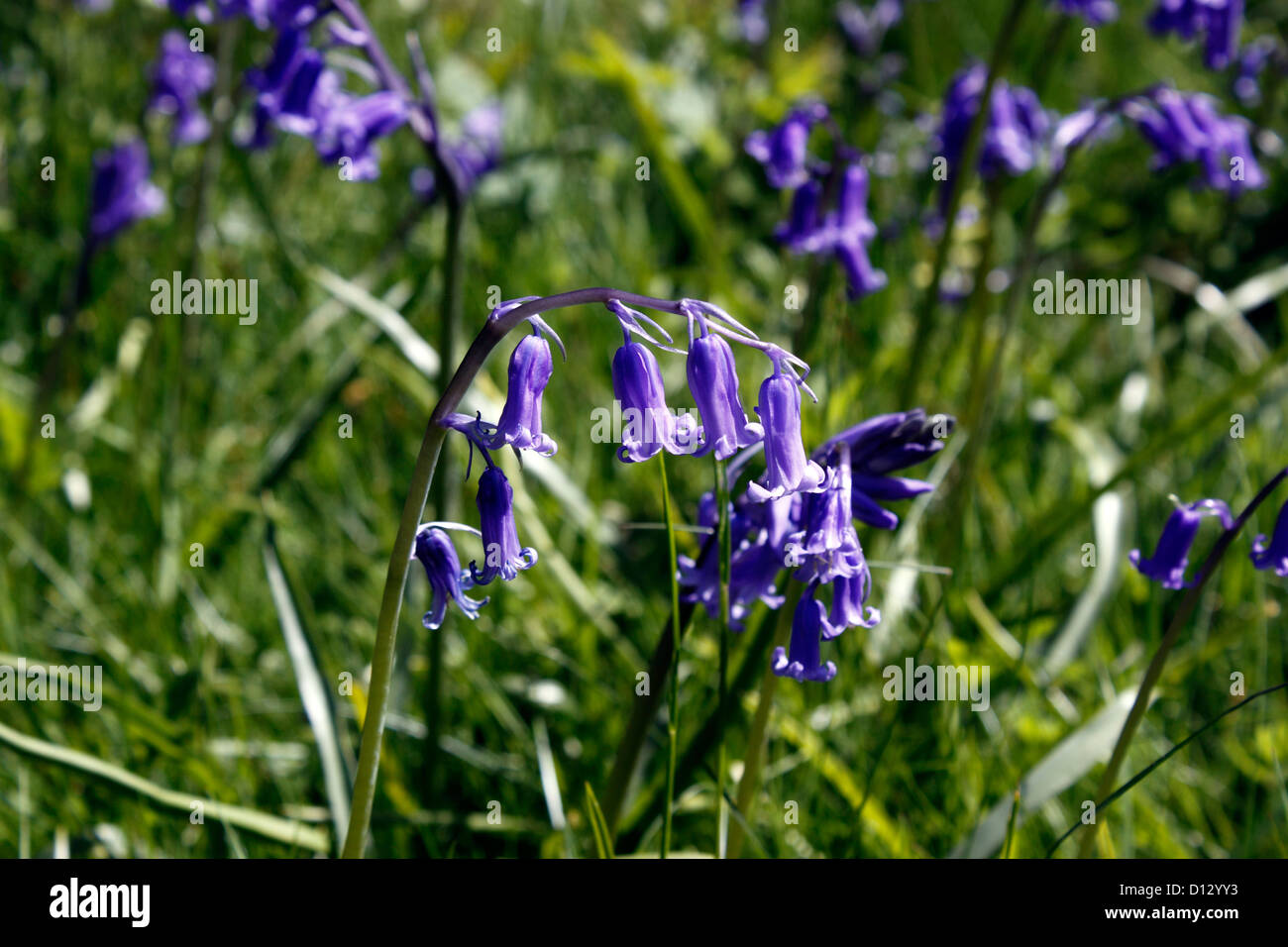 HYACINTHOIDES. ENGLISH BLUEBELLS. UK Stock Photo - Alamy