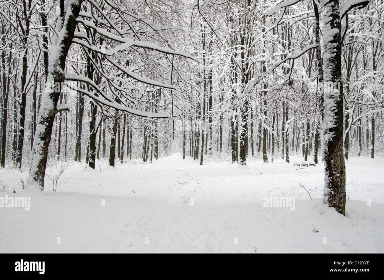 beautiful winter forest and the road Stock Photo - Alamy