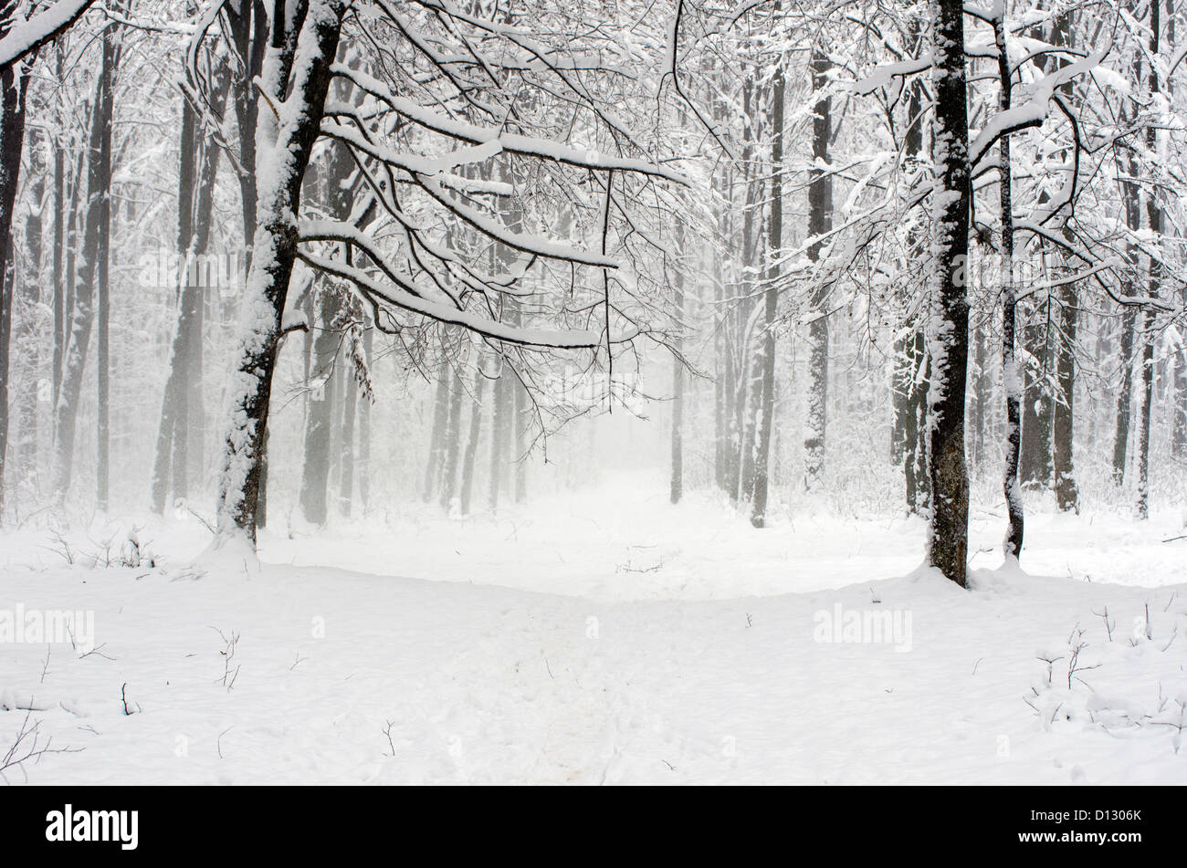 beautiful winter forest and the road Stock Photo - Alamy