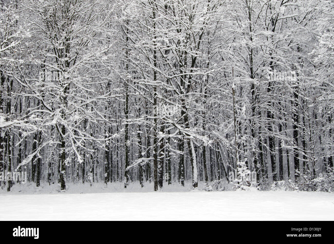 beautiful winter forest and the road Stock Photo - Alamy