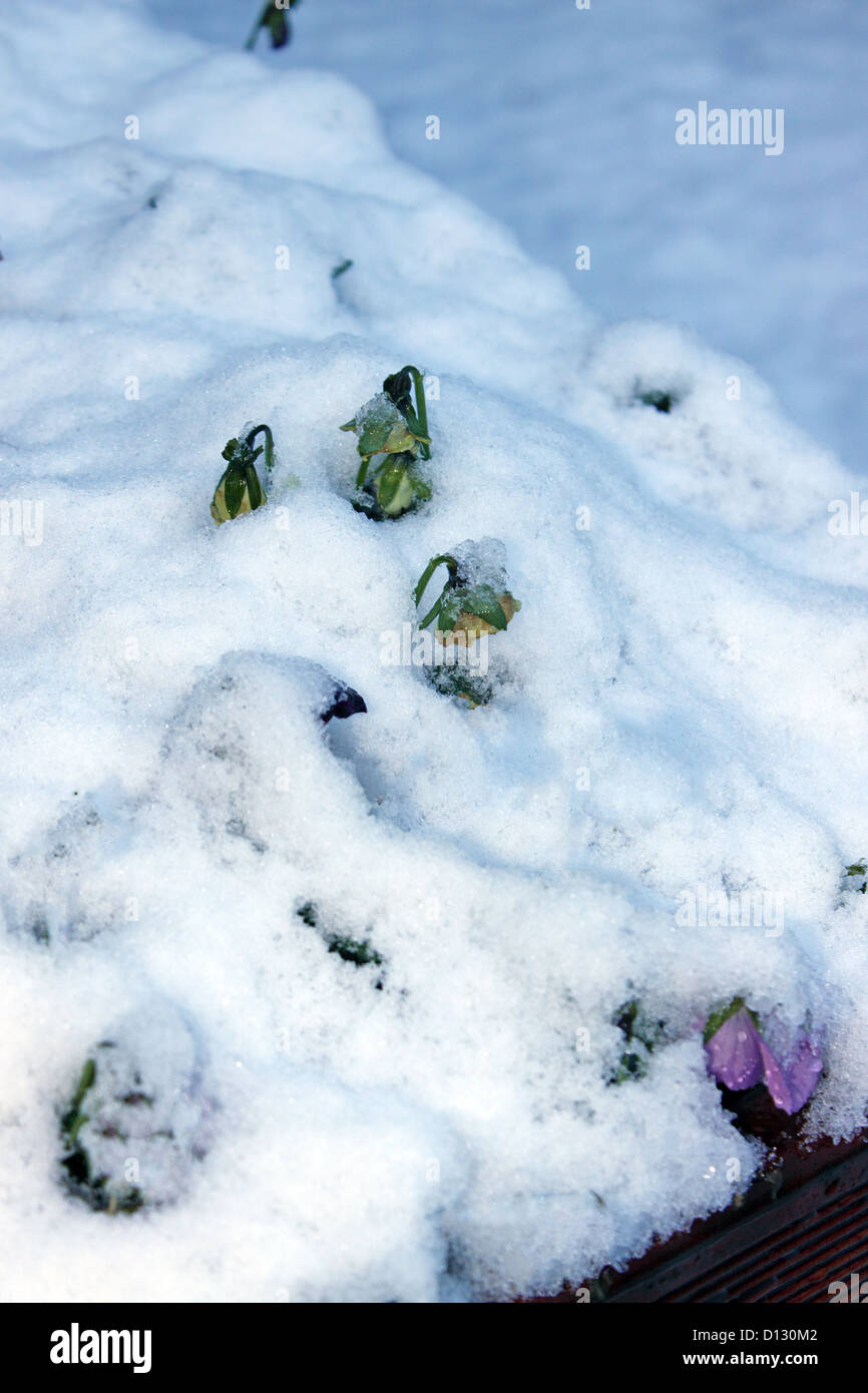 WINTER PANSIES IN SNOW. VIOLA Stock Photo - Alamy