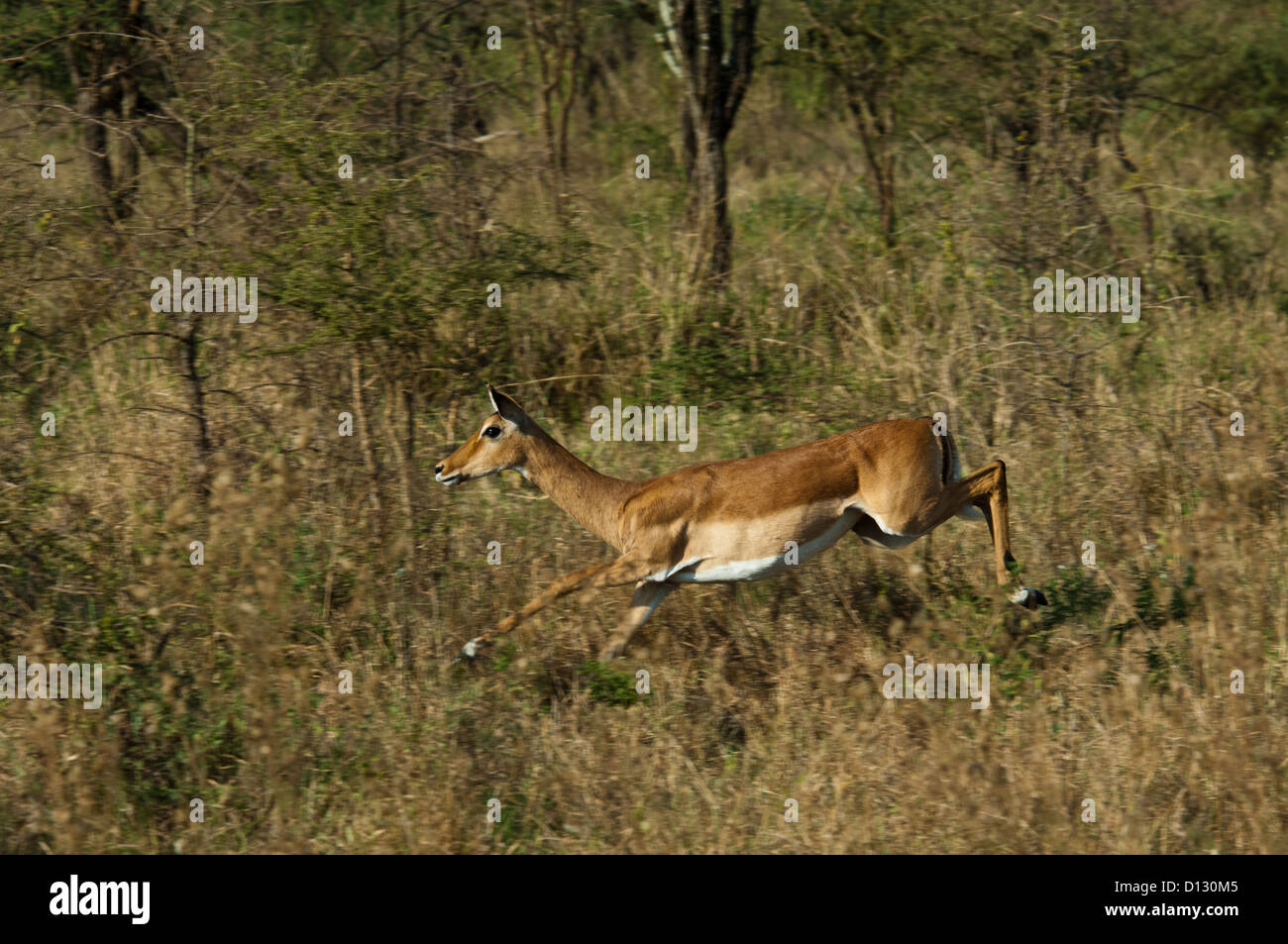 Impala doe (Aepyceros melampus) running in Serengeti National Park ...