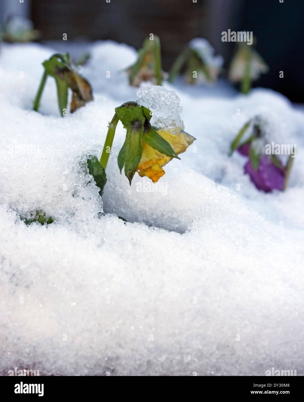 Violas and pansies hi-res stock photography and images - Alamy
