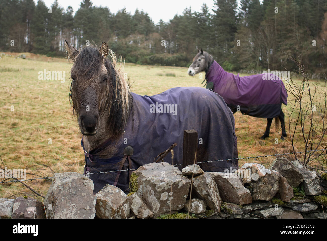 Horse scotland highlands hi-res stock photography and images - Alamy