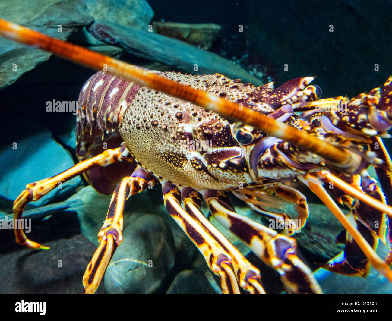 A lobster in the National Lobster Hatcery in Padstow, Cornwall, UK ...