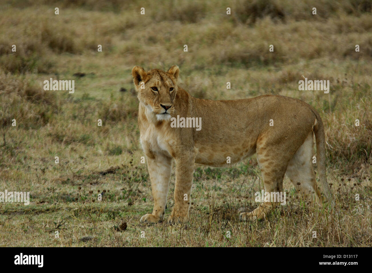 African lioness (Panthera Leo) at Ngorongoro Crater Tanzania Africa ...