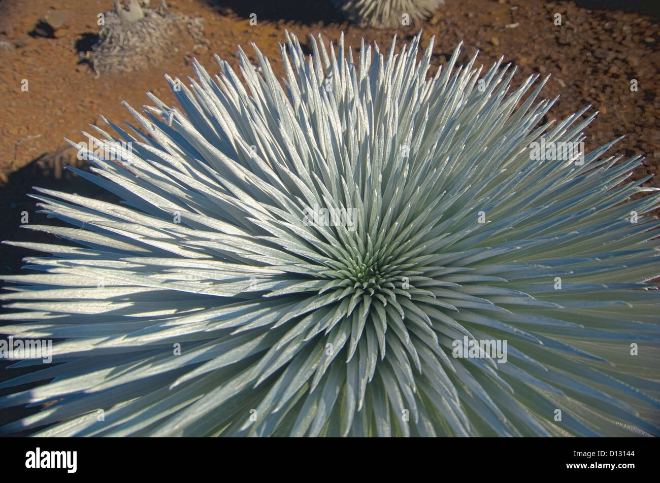 A Spike Plant On Haleakala Volcano; Maui Hawaii United States Of ...