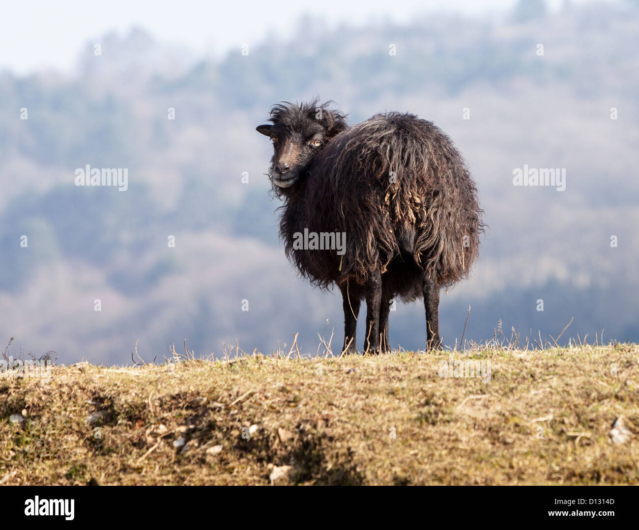 Portrait of a black domestic sheep Ouessant,which is the smallest sheep ...