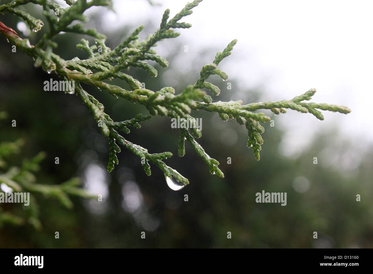 Dew drops on pine tree Stock Photo - Alamy