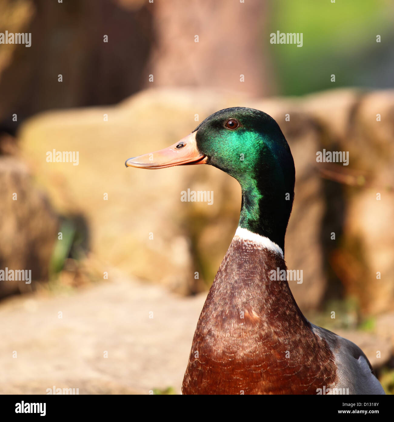 duck in zoo macro close up Stock Photo - Alamy