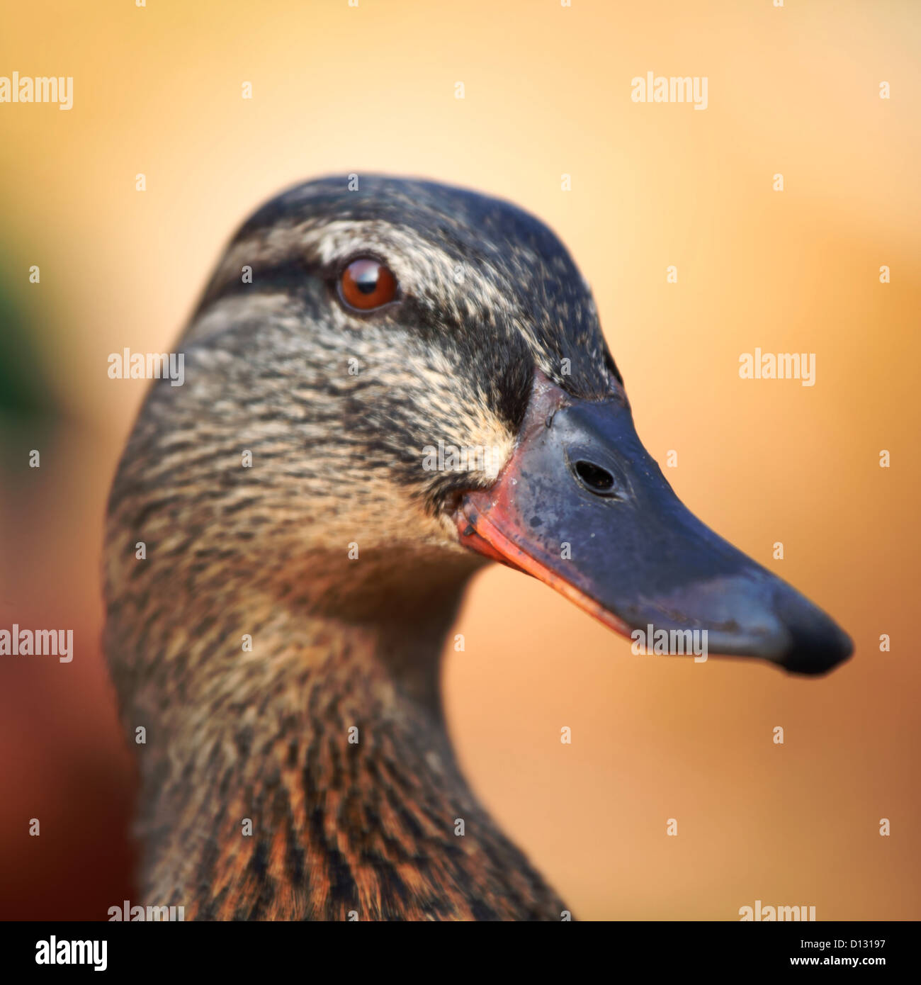 duck in zoo macro close up Stock Photo - Alamy