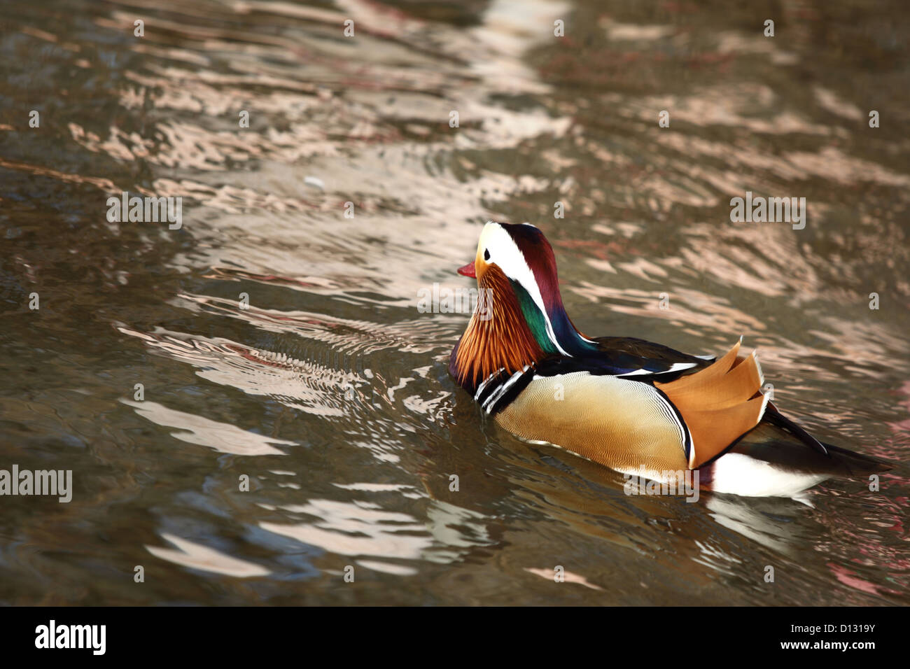 duck in zoo macro close up Stock Photo - Alamy