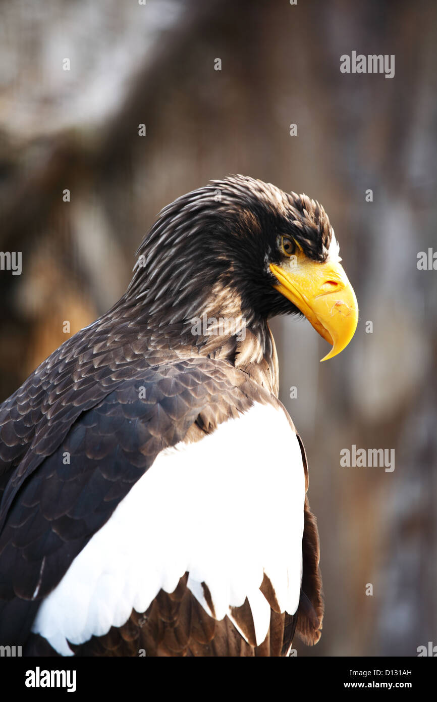 eagle close up portrait Stock Photo - Alamy