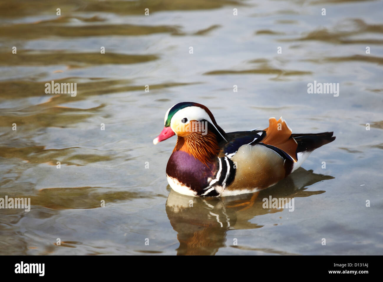 duck in zoo macro close up Stock Photo - Alamy