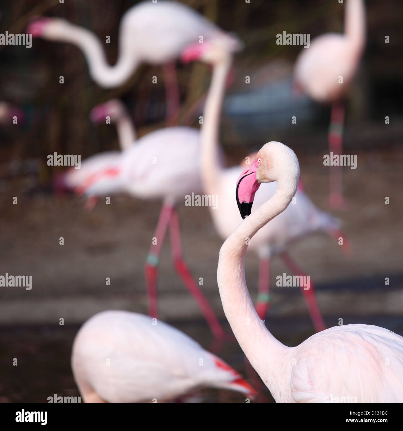 pink flamingo in zoo close up Stock Photo - Alamy