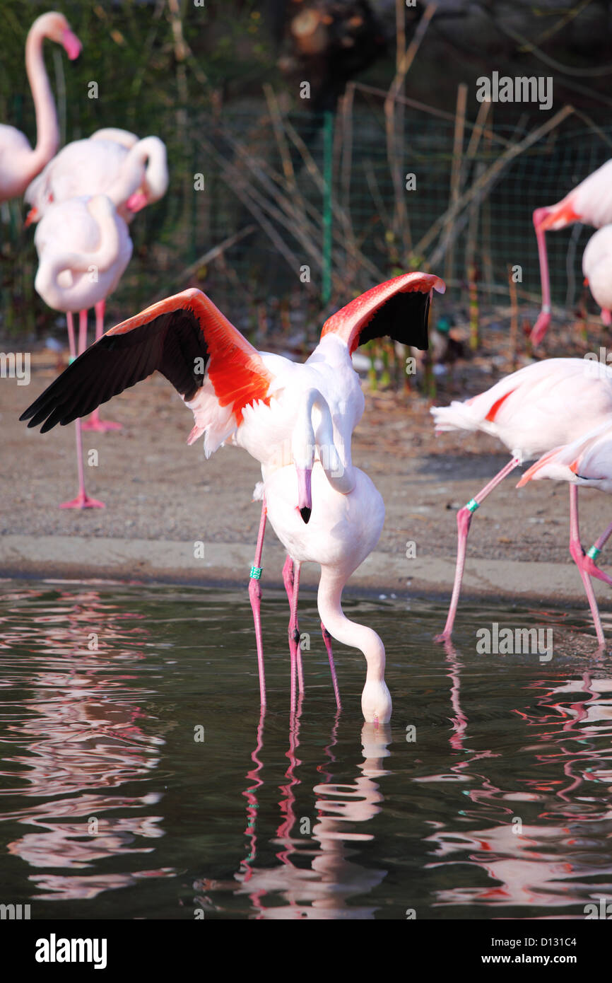 pink flamingo in zoo close up Stock Photo - Alamy
