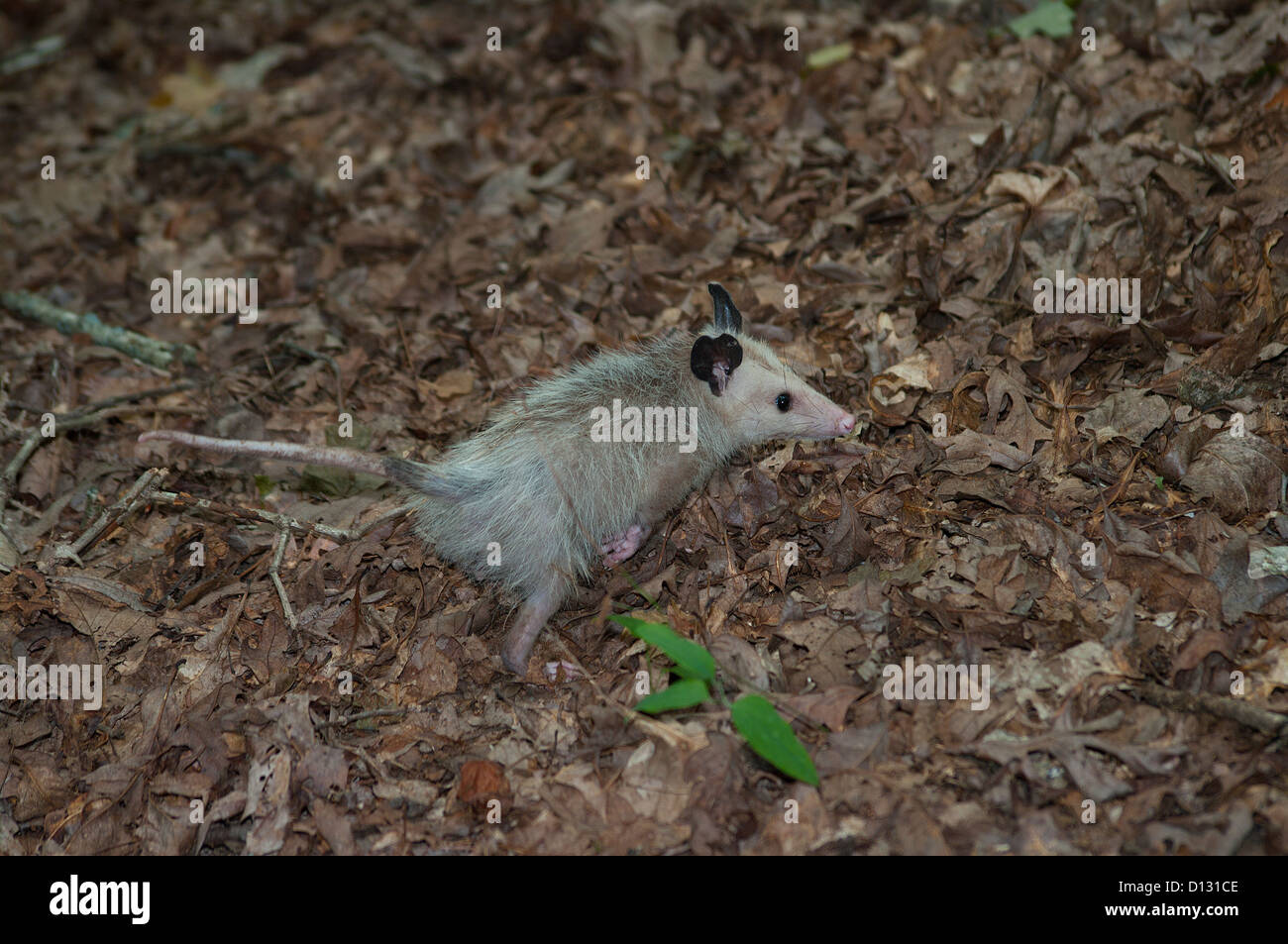 Virginia Opossum, Didelphis virginiana, marsupial, north american ...