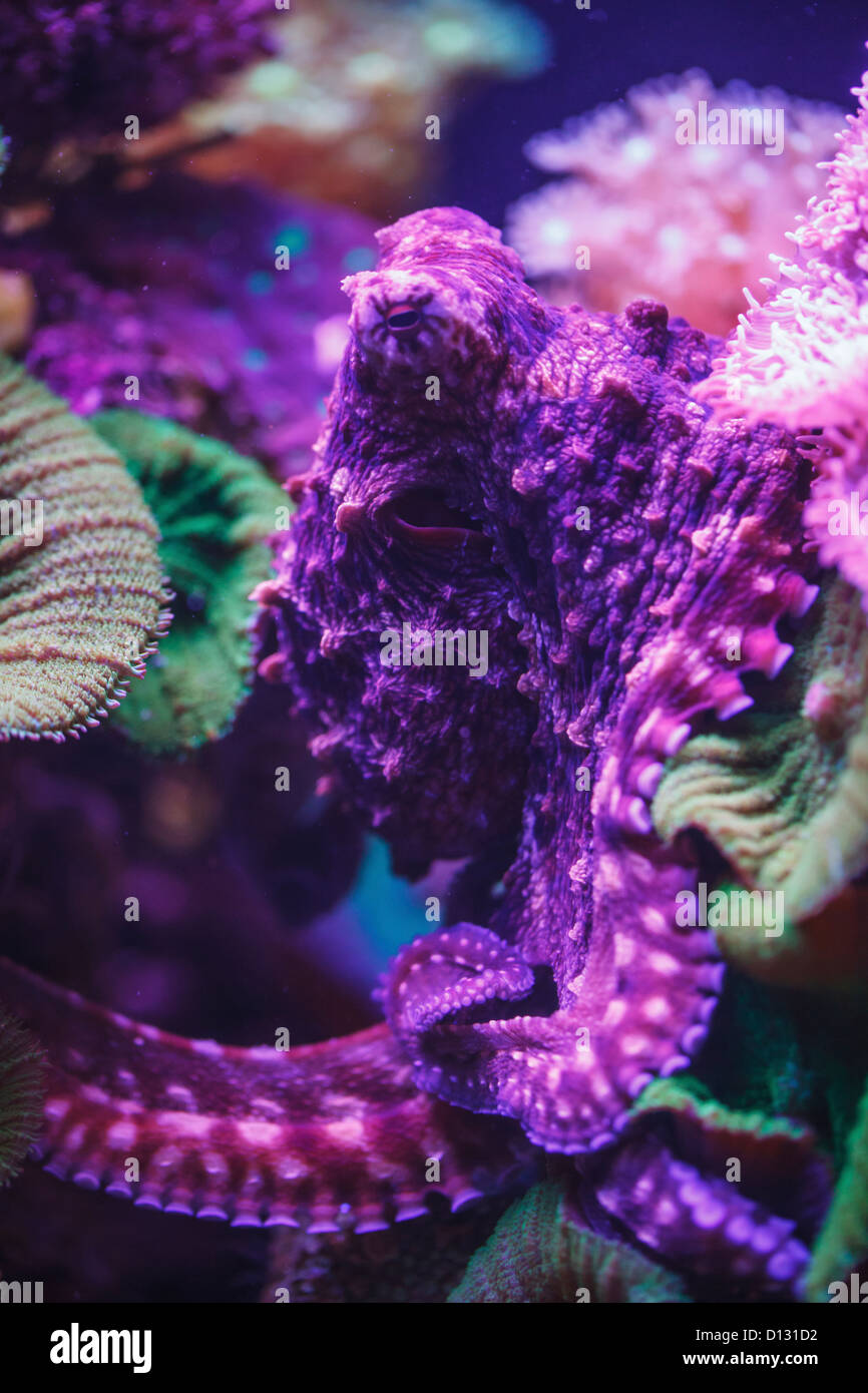 Purple Octopus; Israel Stock Photo - Alamy