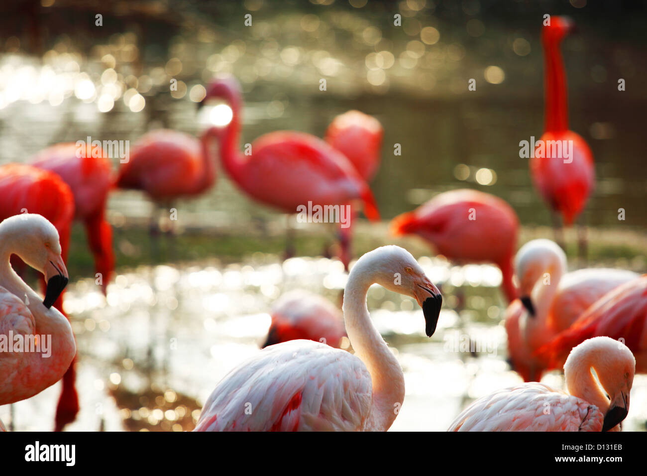 pink flamingo in zoo close up Stock Photo - Alamy