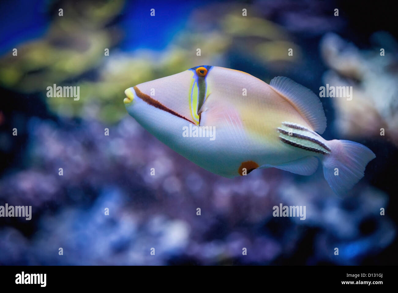 Picasso fish hi-res stock photography and images - Alamy