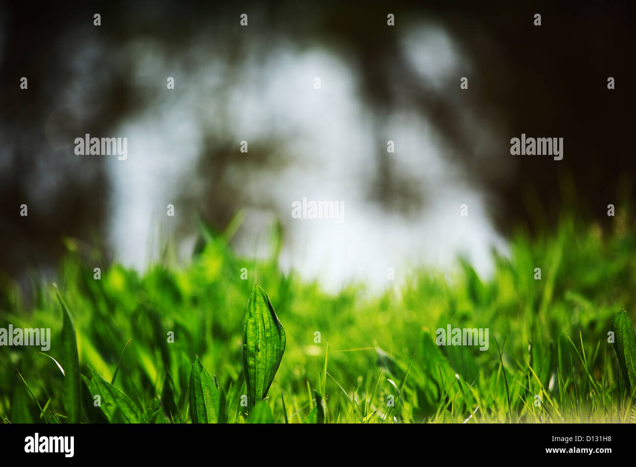 grass on water background Stock Photo - Alamy