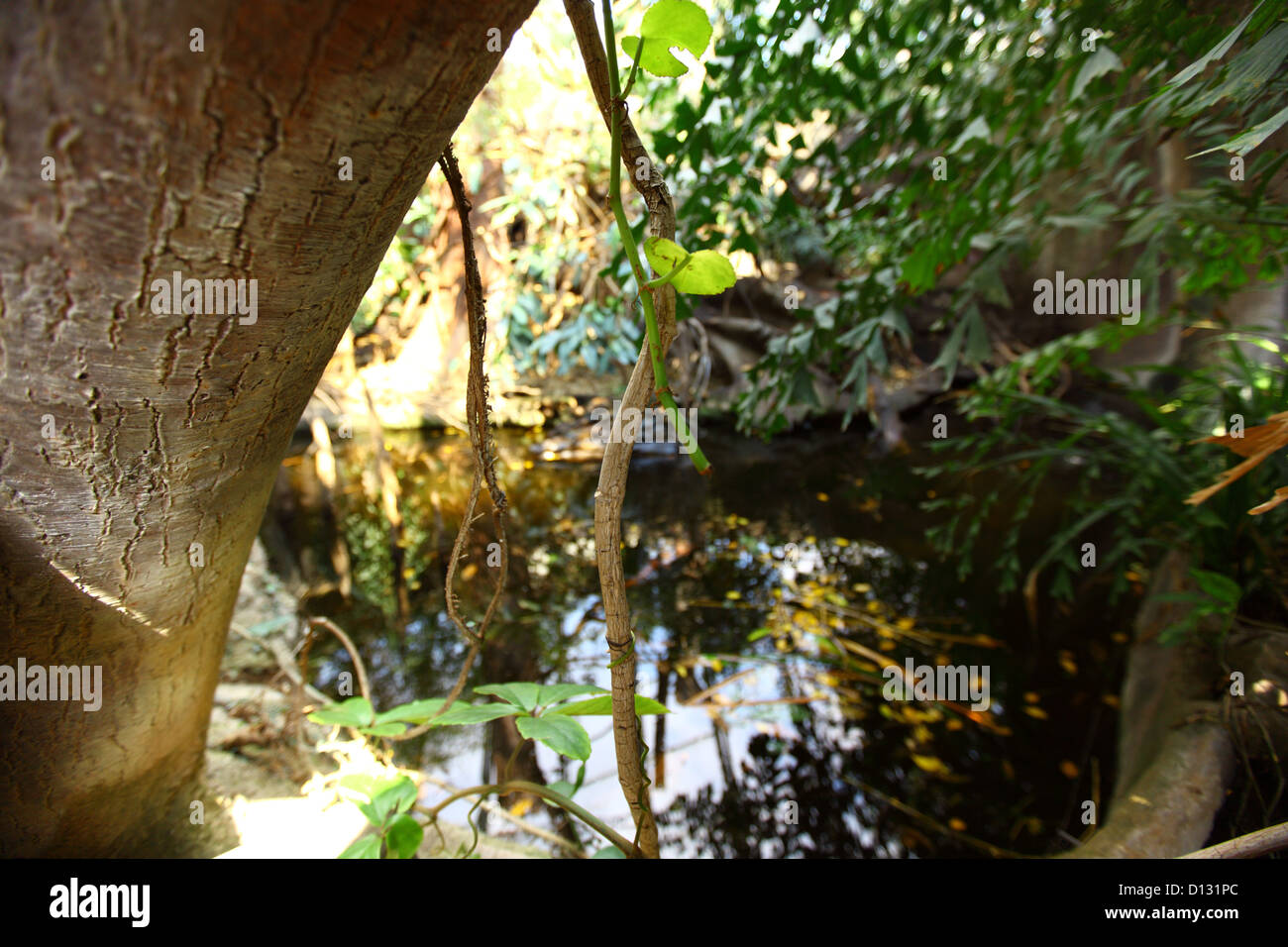 green day jungle forest Stock Photo - Alamy