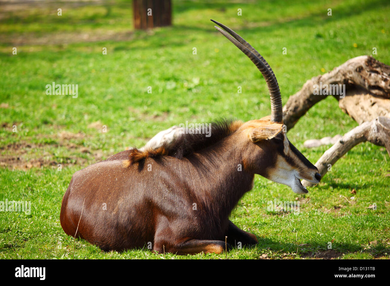 goat in wild close up Stock Photo - Alamy