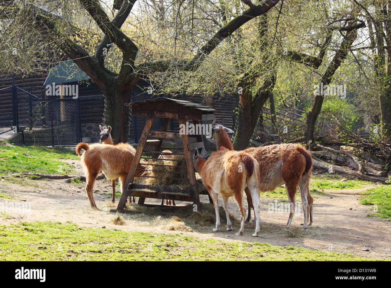 goat in wild close up Stock Photo - Alamy