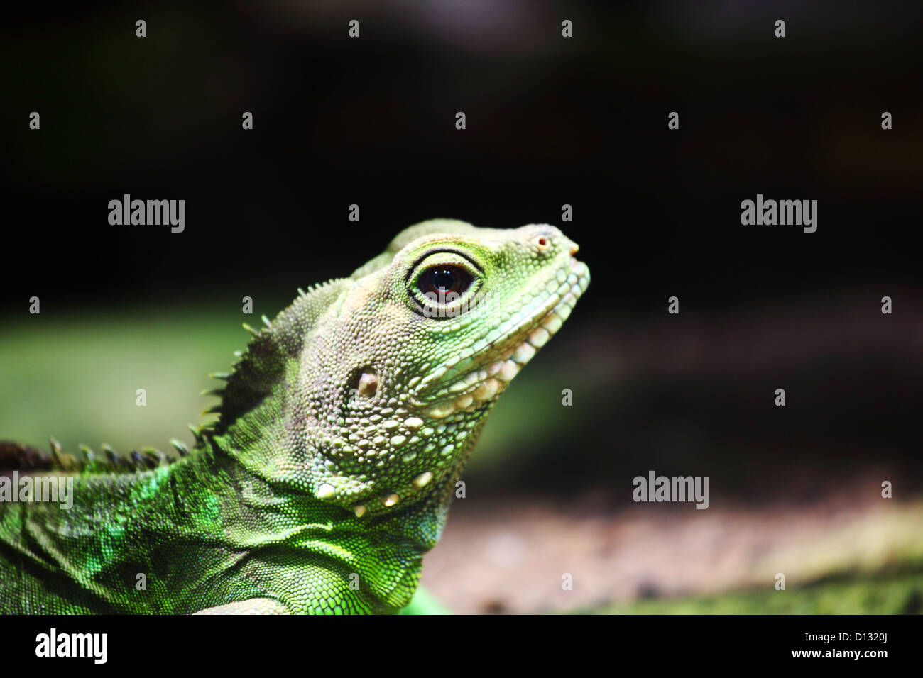 close up lizard in zoo Stock Photo - Alamy