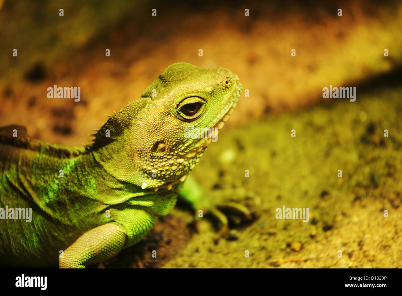 close up lizard in zoo Stock Photo - Alamy