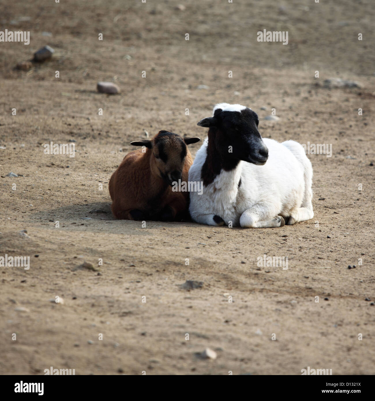 Adolescent wild goat hi-res stock photography and images - Alamy