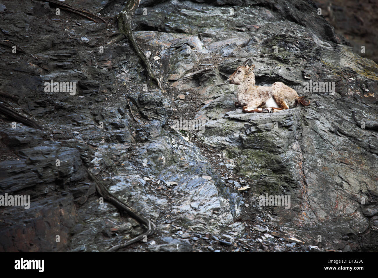 Adolescent wild goat hi-res stock photography and images - Alamy