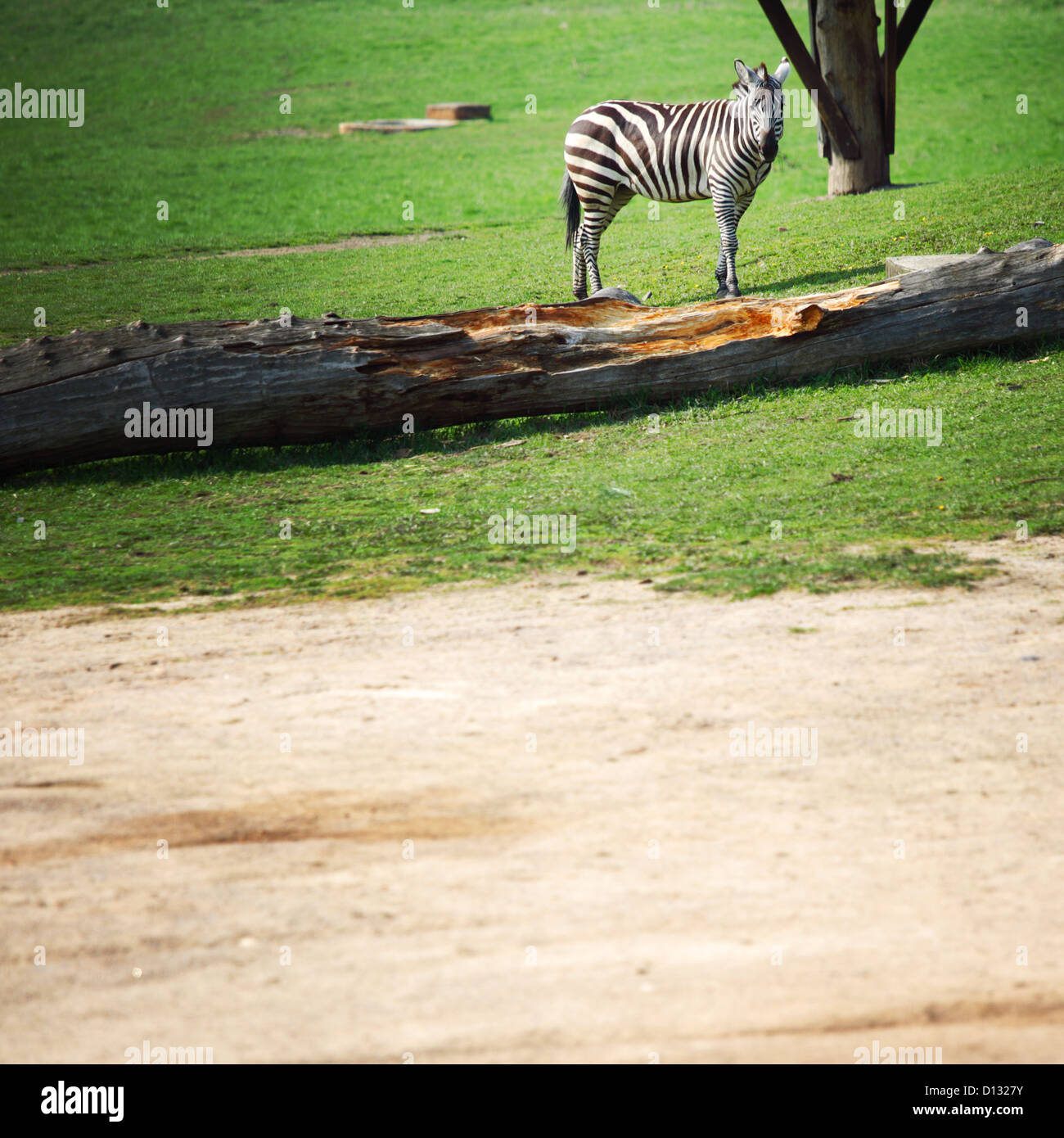 zebra in zoo close up Stock Photo - Alamy