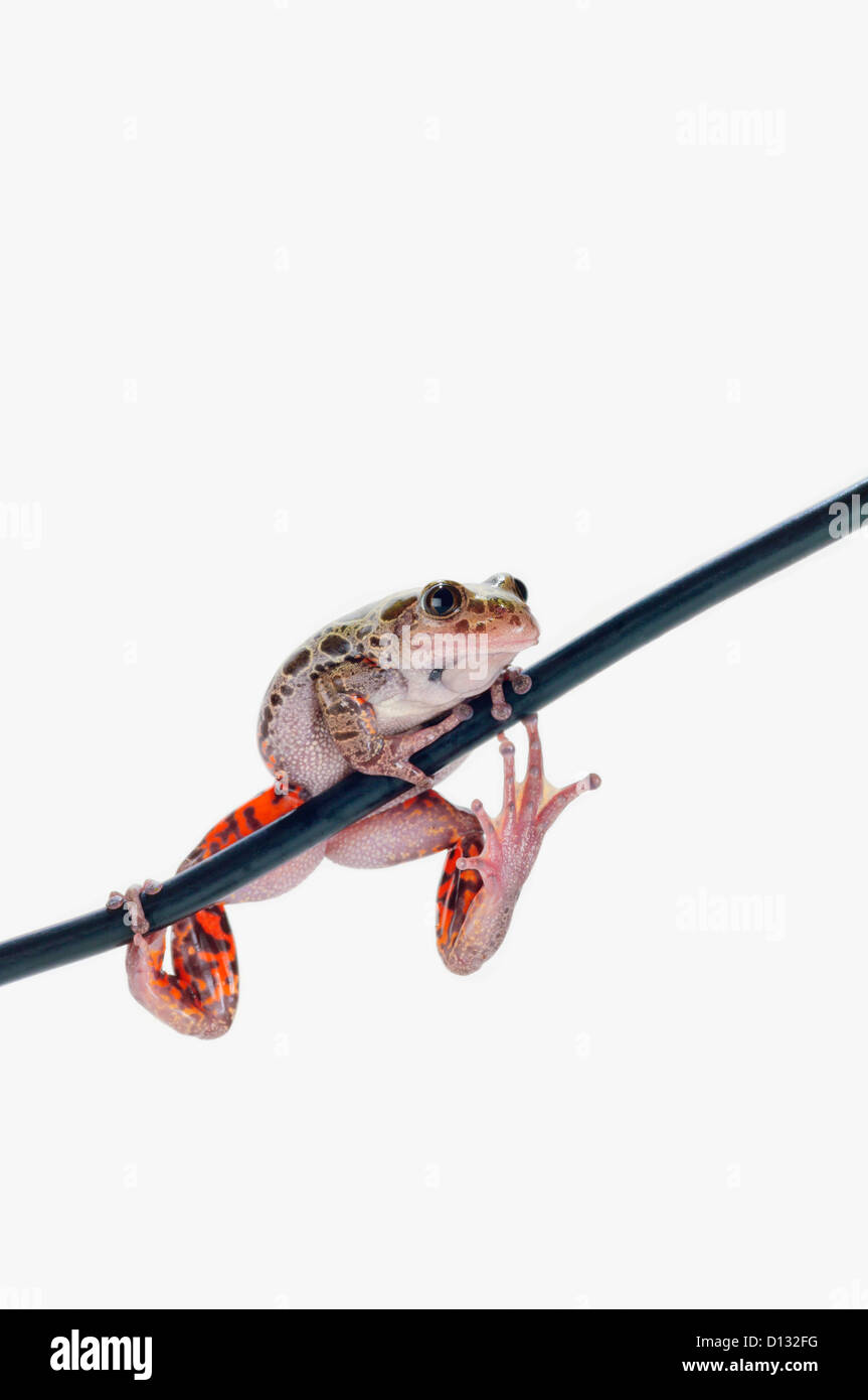Fire-Leg Walking Frog On White Background; St. Albert Alberta Canada ...