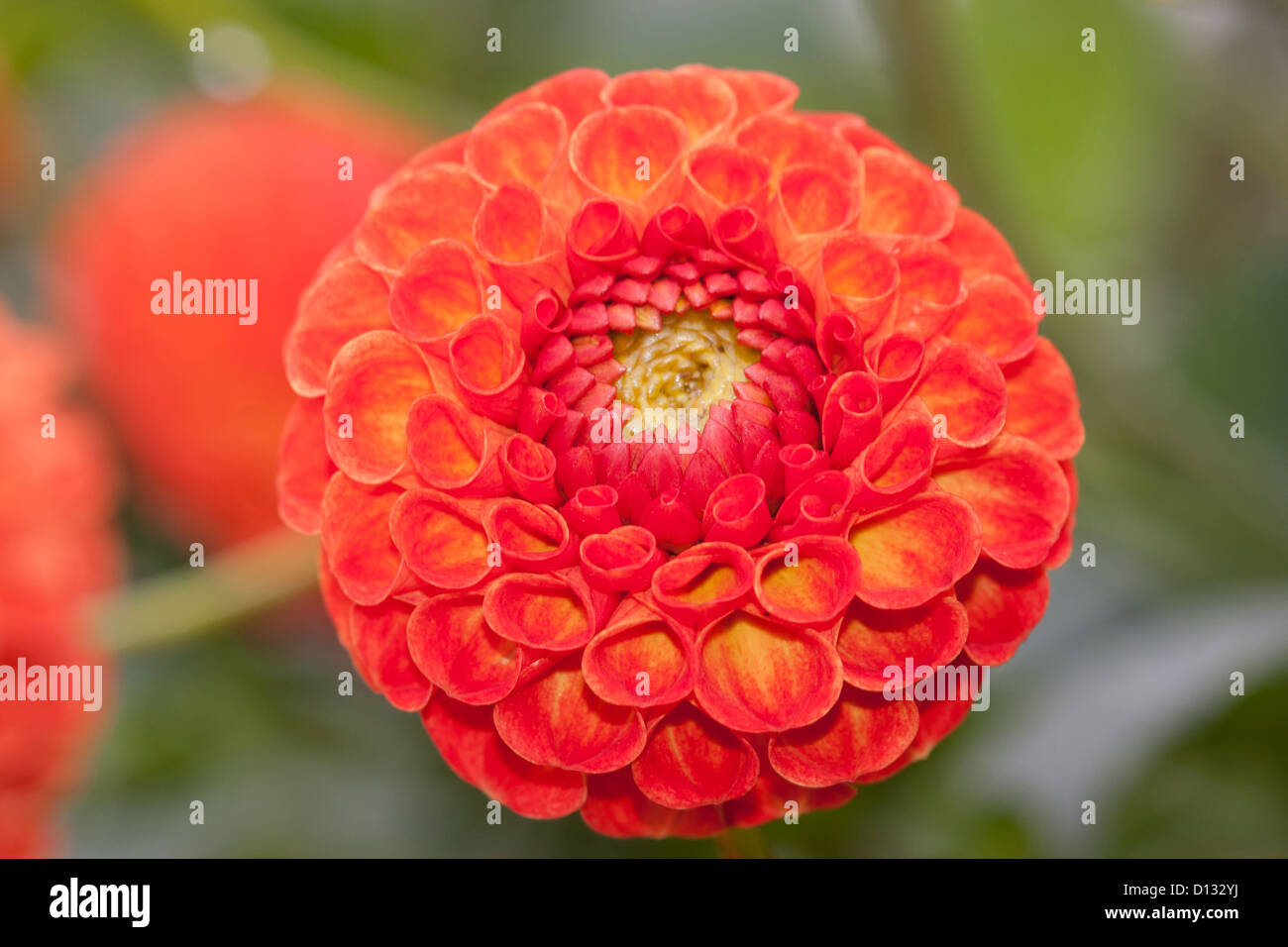 gmlg1308 2251 Close up of orange pom pom dahlia flower Stock Photo - Alamy