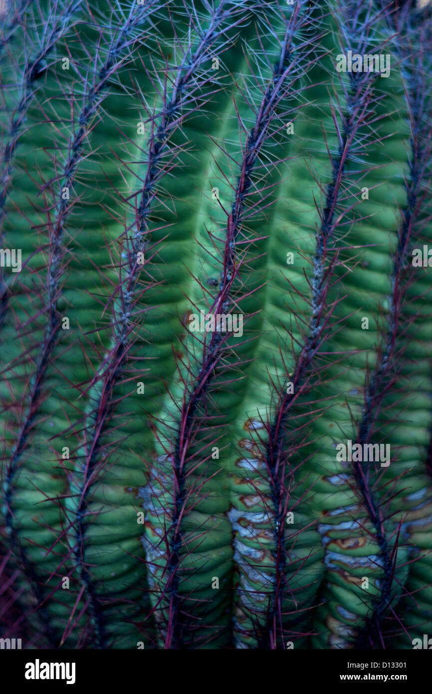 Detail of spiked cactus Stock Photo - Alamy