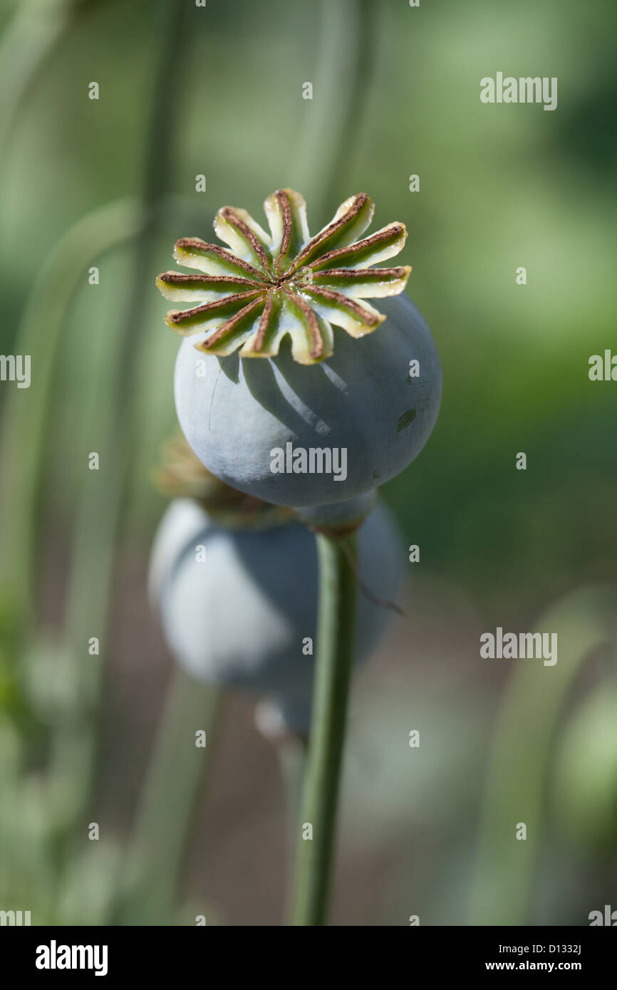 Close up poppy hi-res stock photography and images - Alamy