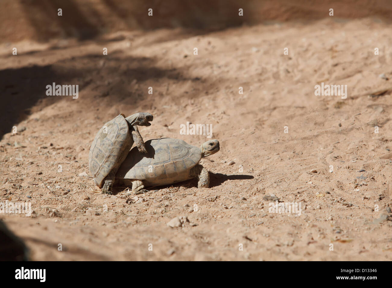 Turtle talking hi-res stock photography and images - Alamy