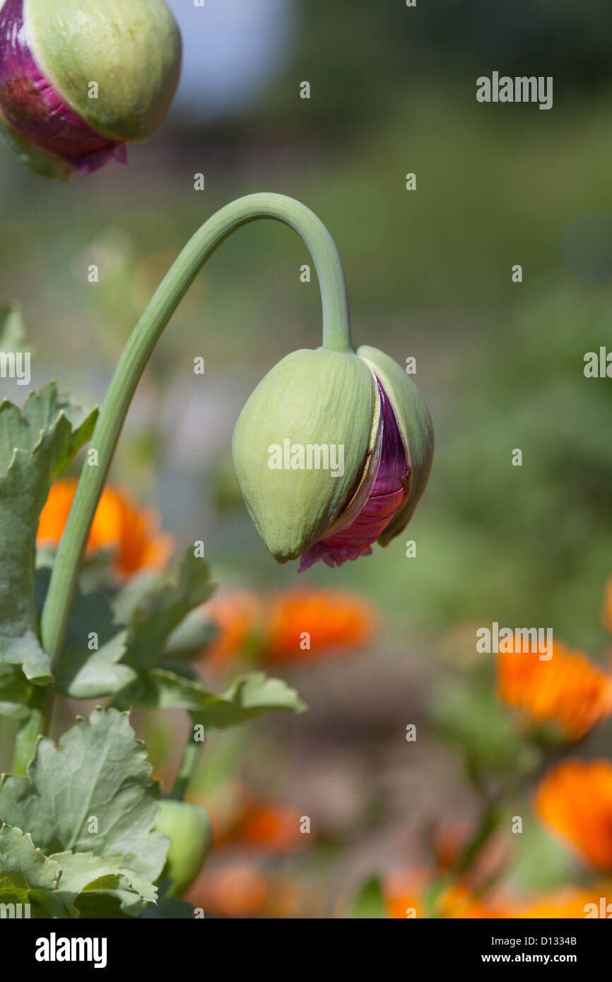 Close up budding poppy hi-res stock photography and images - Alamy