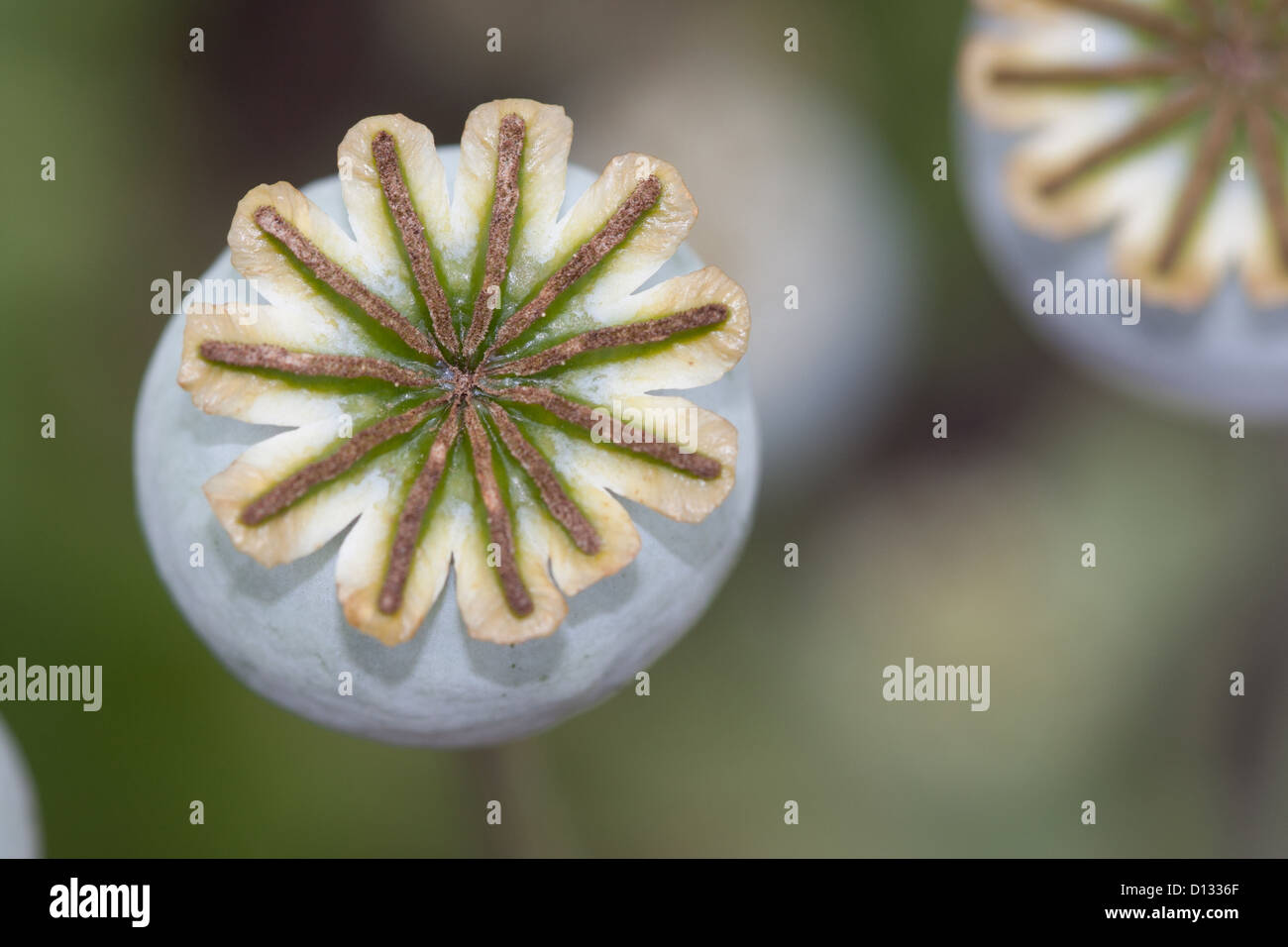 Close up poppy hi-res stock photography and images - Alamy