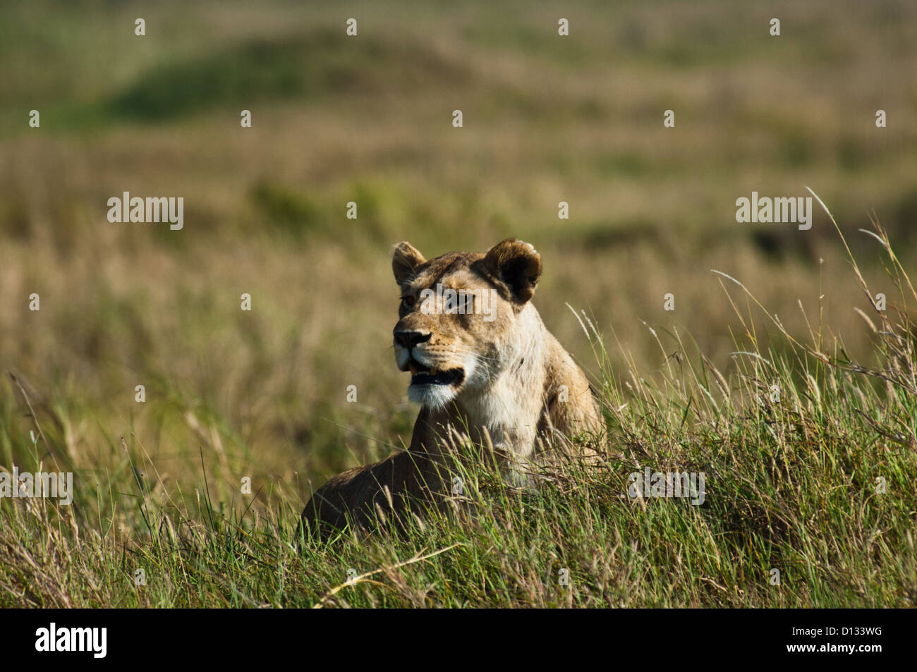 Female lion hunting prey hi-res stock photography and images - Alamy
