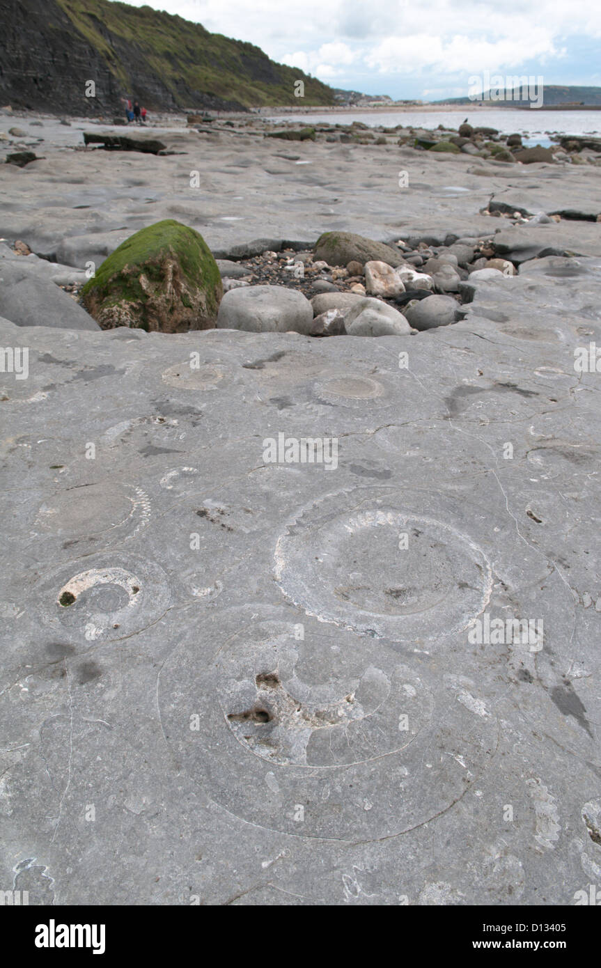 Ammonite fossils on rocky foreshore in Monmouth Beach, Chippel Bay ...