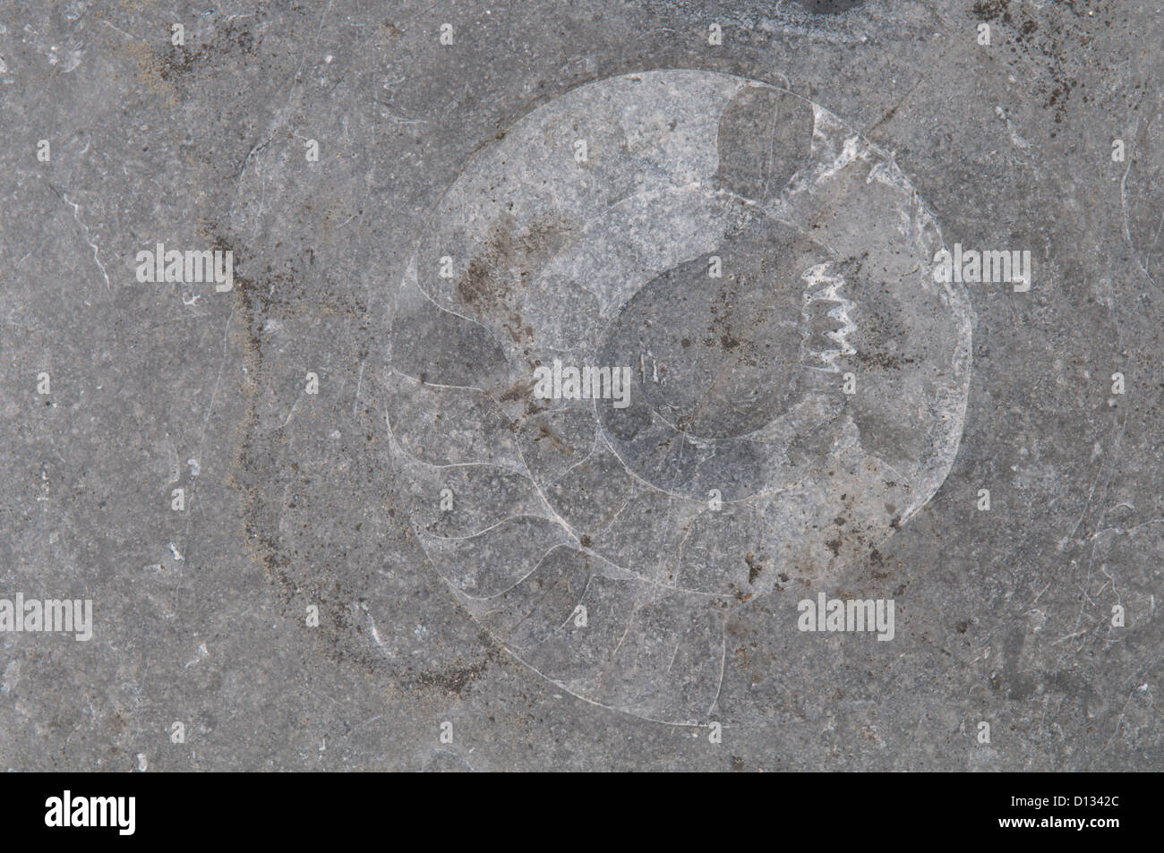 Ammonite fossils on rocky foreshore in Monmouth Beach, Chippel Bay ...