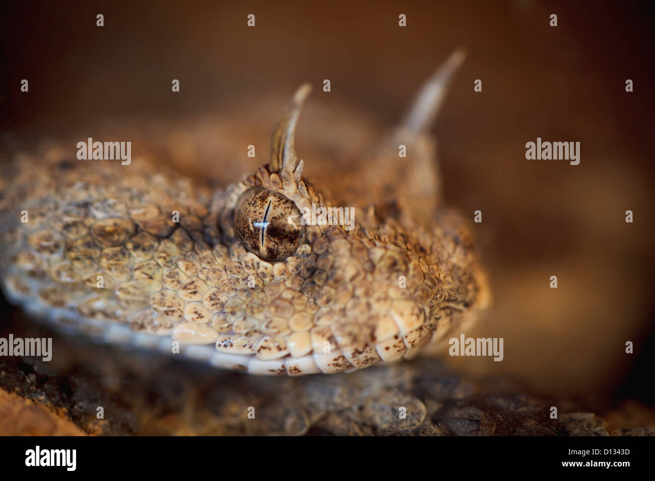 The Desert Horned Viper (Cerastes Cerastes); Israel Stock Photo - Alamy