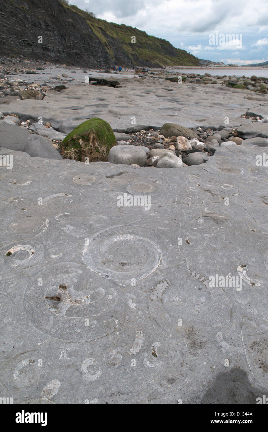 Ammonite fossils on rocky foreshore in Monmouth Beach, Chippel Bay ...