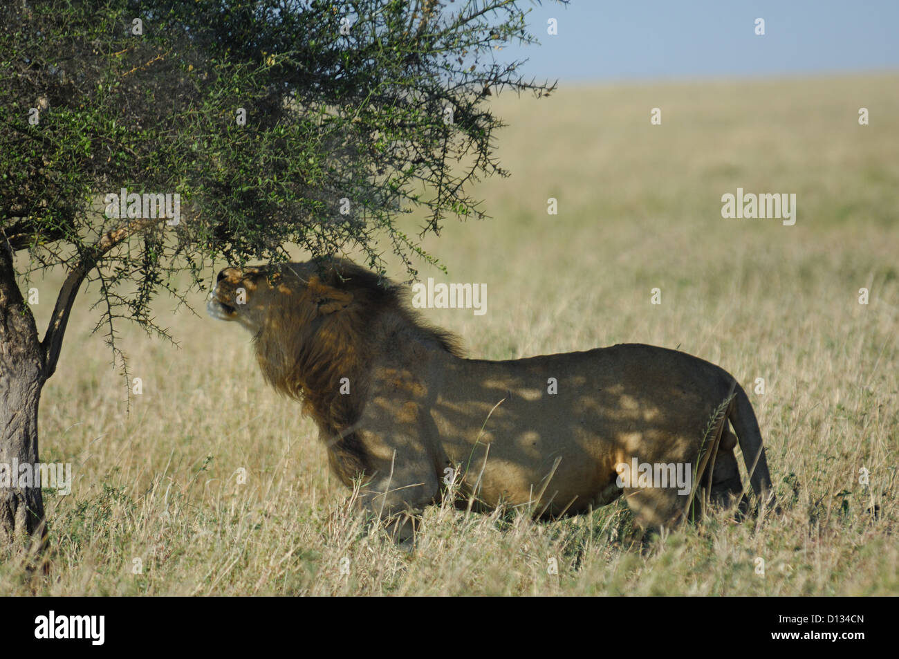 Male African lion (Panthera leo) marking his territory in Serengeti ...