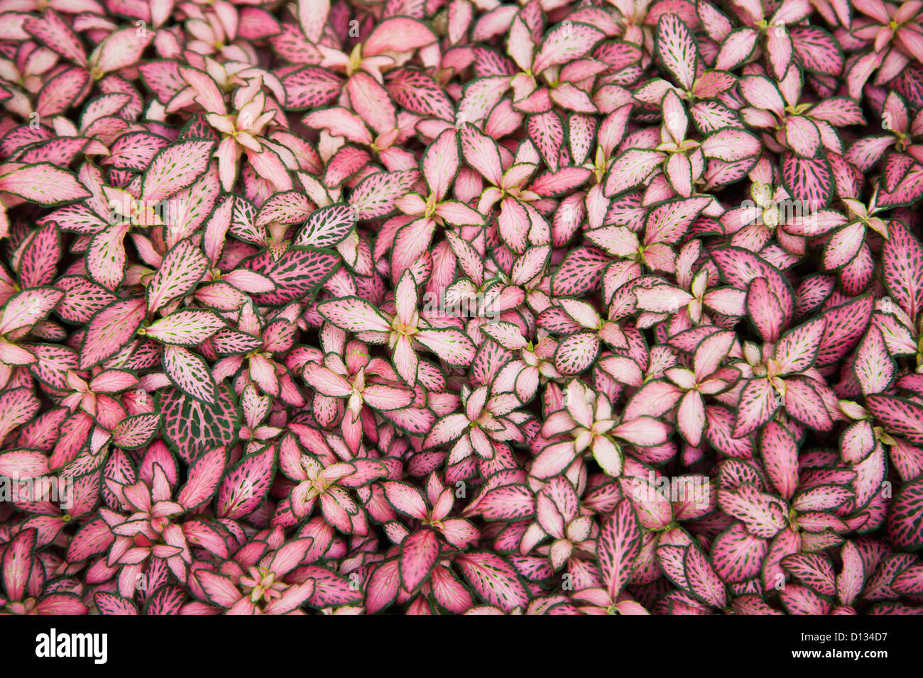Pink And Green Foliage Overlapping; Venlo Holland Stock Photo - Alamy